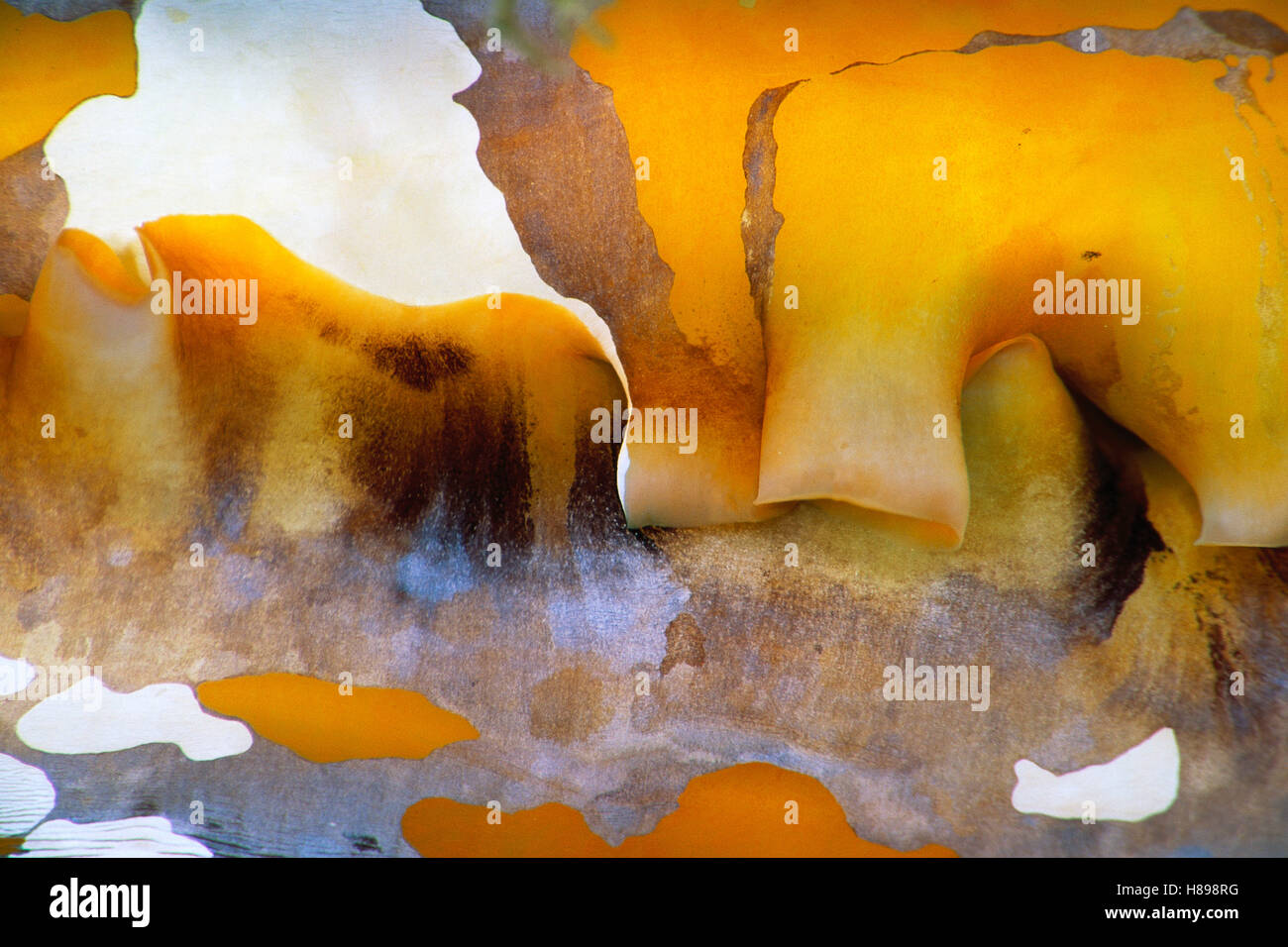 Thorny Oyster (Spondylus varius) detail of mantle, 60 feet deep ...