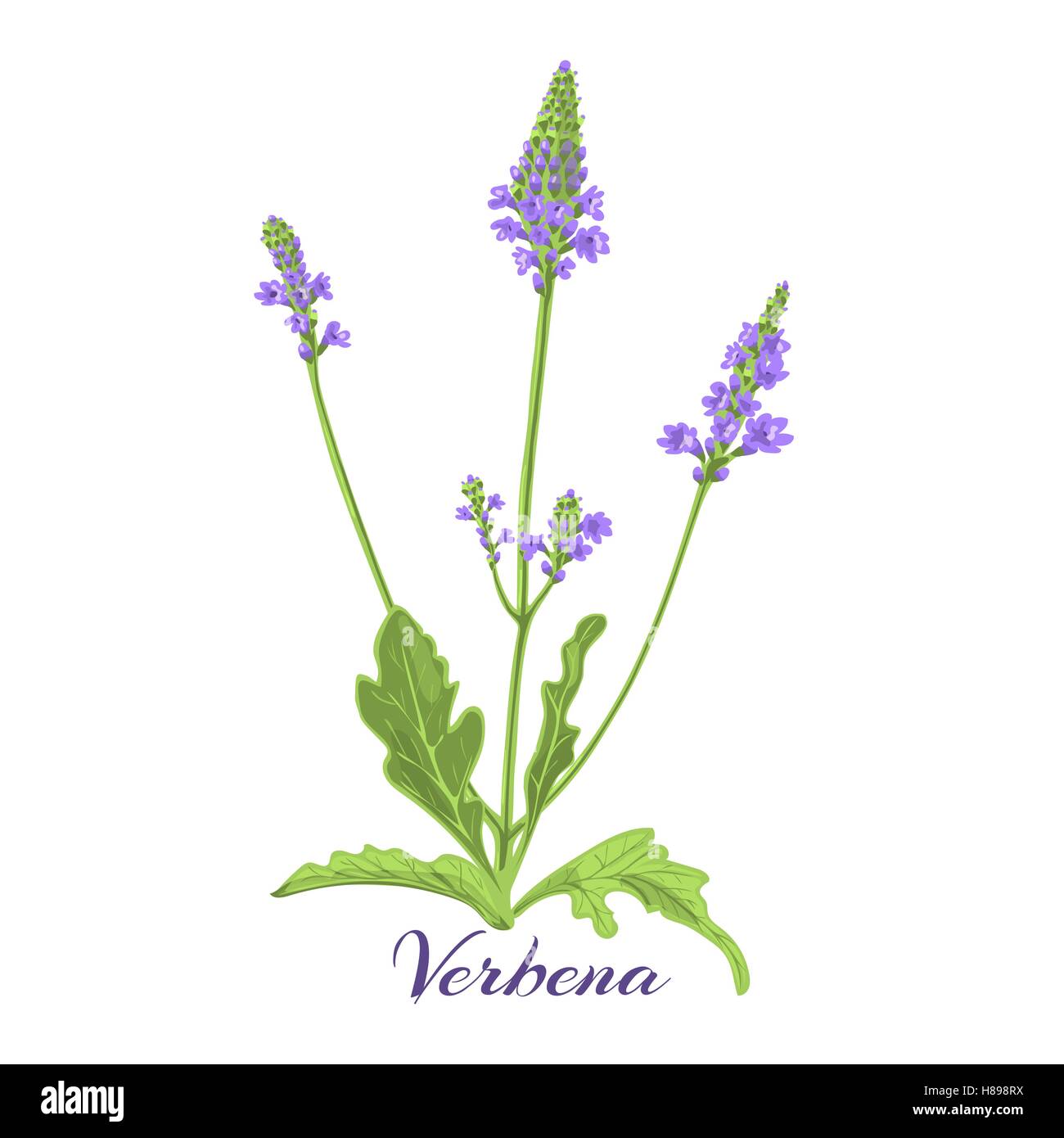 Verbena essential oil Stock Vector Images - Alamy