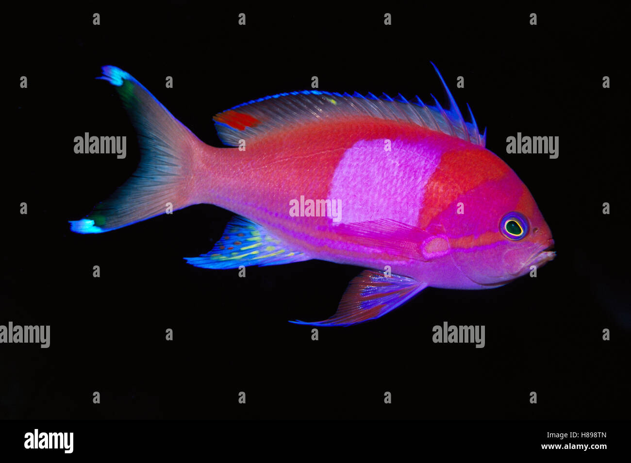 Squarespot Anthias (Pseudanthias pleurotaenia) male, 50 feet deep ...