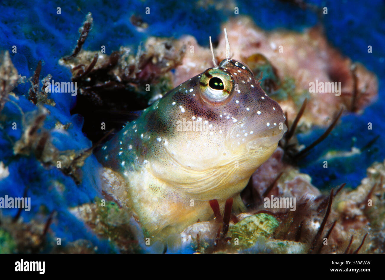 Blenny (Ecsenius sp) peeking out of its burrow, 20 feet deep, Solomon ...