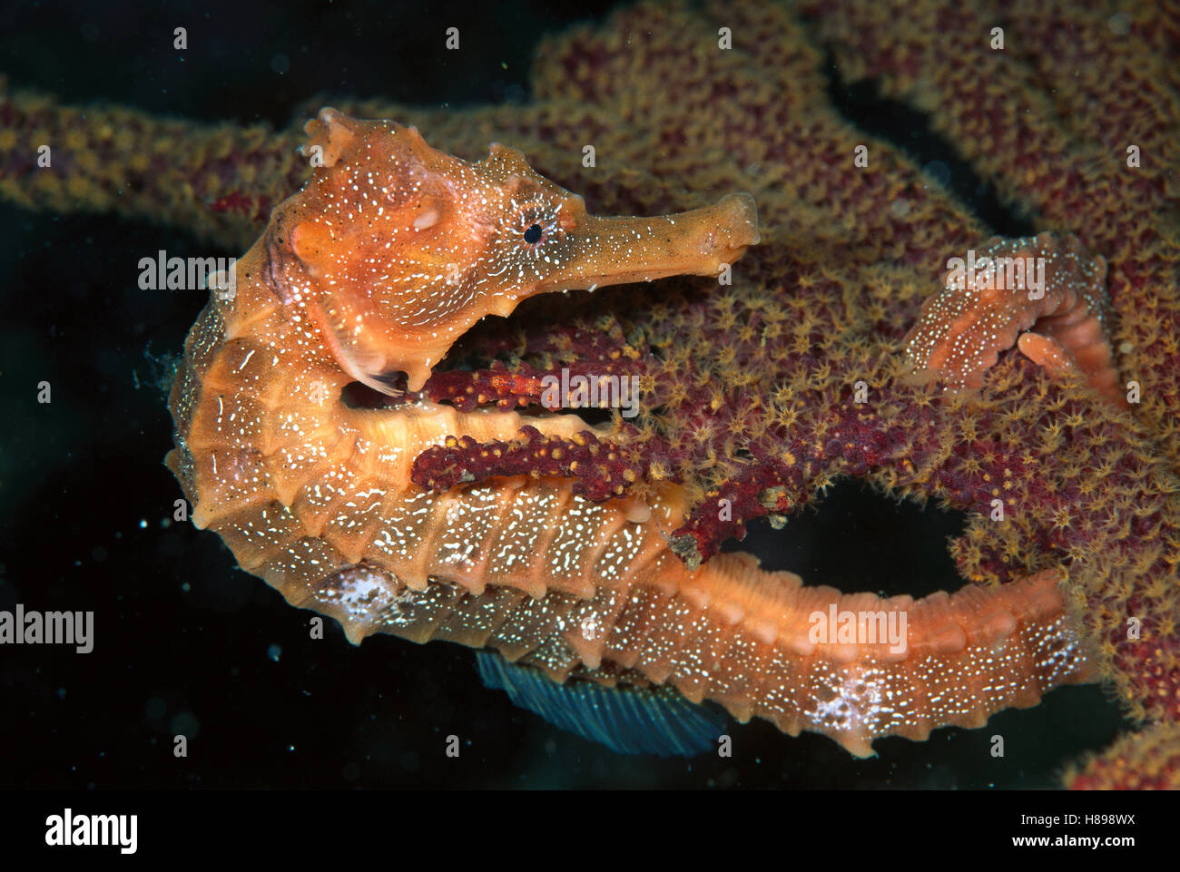 Seahorse (Hippocampus sp) holding on to Sea Fan (Echinogorgia sp) 60 ...