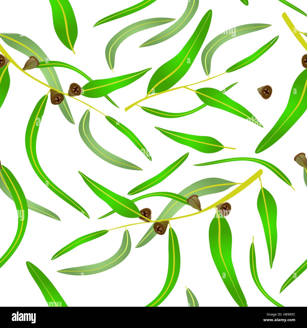 Eucalyptus illustration Stock Vector Images - Alamy