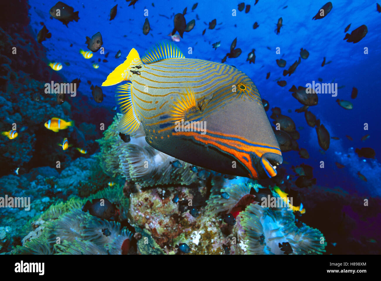 Orange-striped Triggerfish (Balistapus undulatus) and Damselfish (Dascyllus sp) in background ...