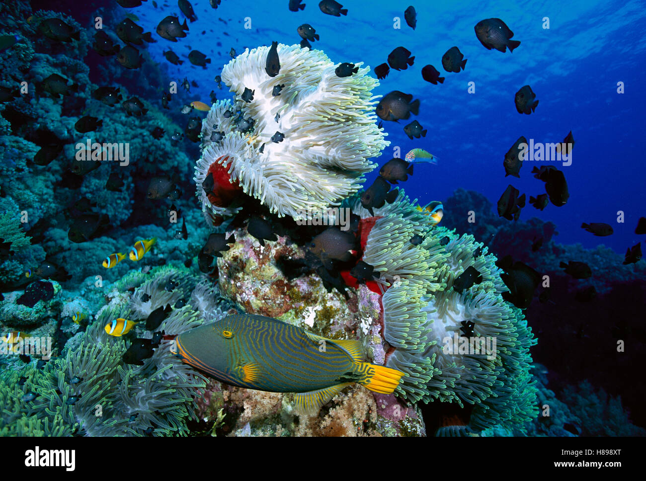 Magnificent Sea Anemone (Heteractis magnifica) swarmed by Damselfish ...