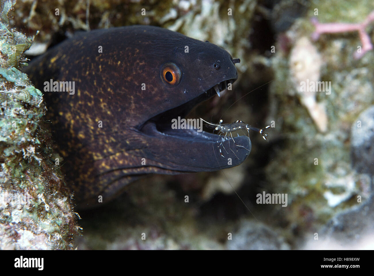 Giant Moray Eel (Gymnothorax javanicus) being cleaned by a Cleaner ...