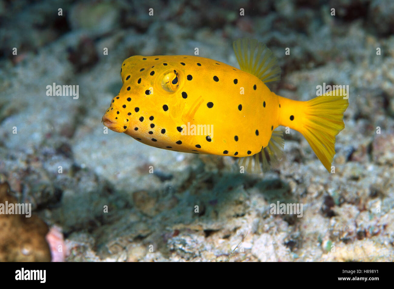 Yellow Boxfish (Ostracion cubicus) juvenile, Solomon Islands Stock ...