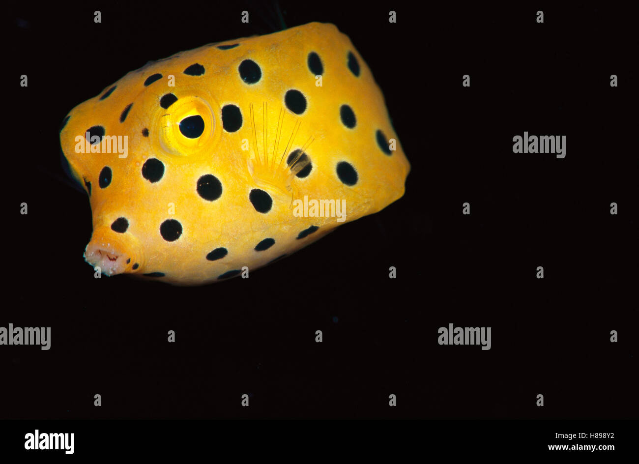 Yellow Boxfish (Ostracion cubicus) juvenile, Solomon Islands Stock ...