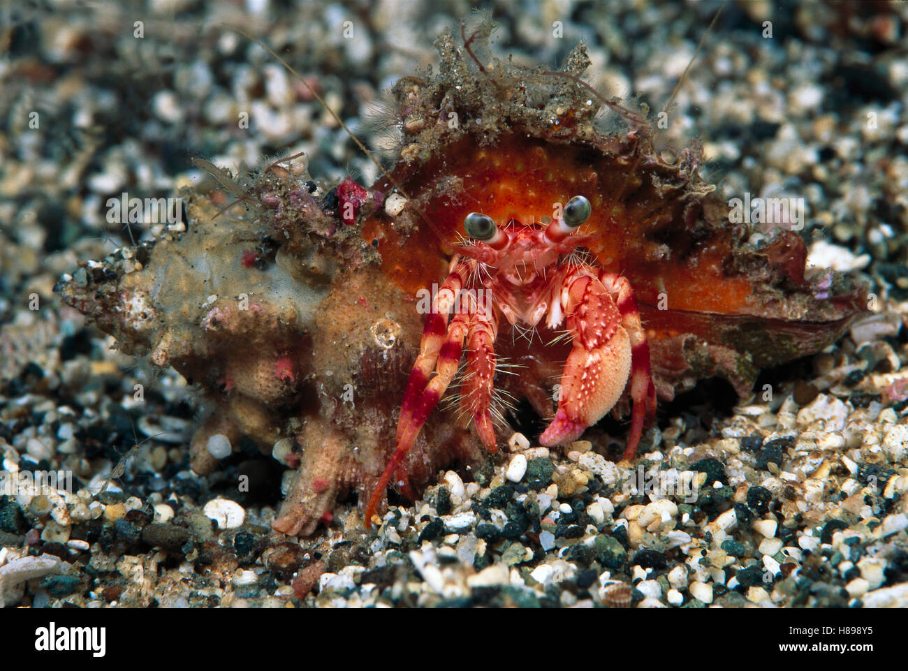 Hermit Crab (Diogenidae), Red Sea, Egypt Stock Photo - Alamy