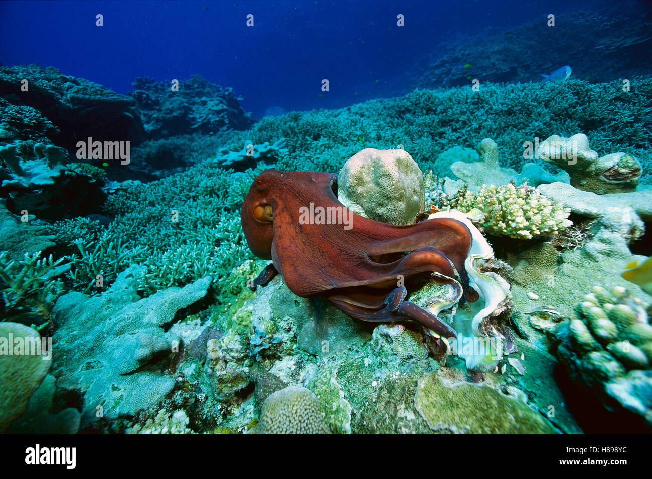 Octopus (Octopus sp) eating Giant Clam (Tridacna sp), Solomon Islands ...