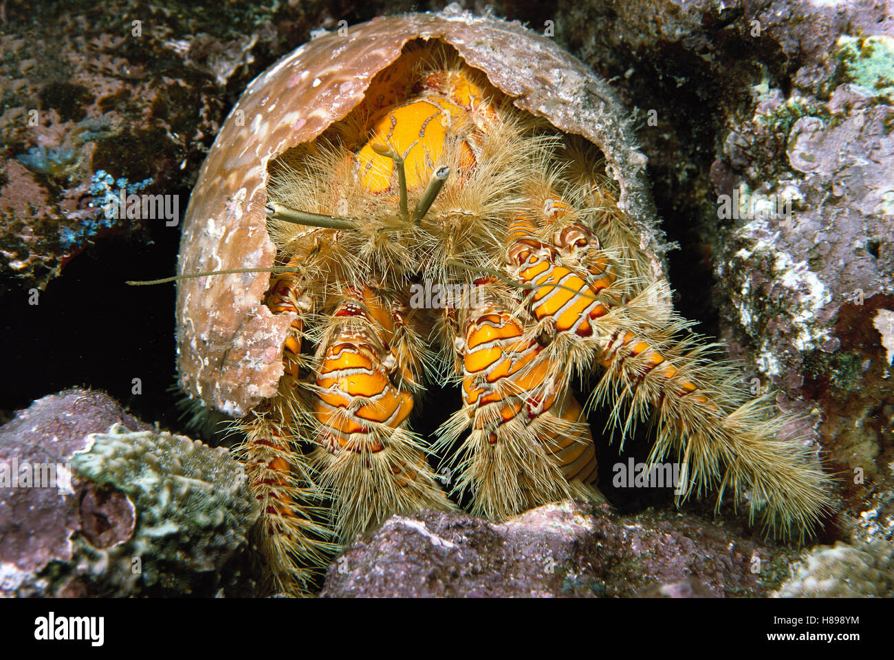 Hairy Yellow Hermit (Aniculus maximus) 50 feet deep, Hawaii Stock Photo ...