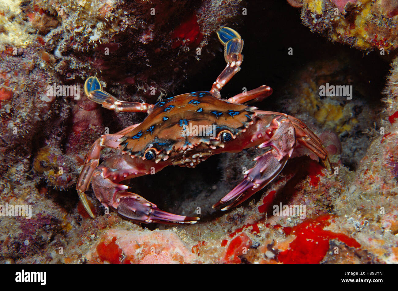Rainbow Swimming Crab (Charybdis erythrodactyla) 20 feet deep, Hawaii ...