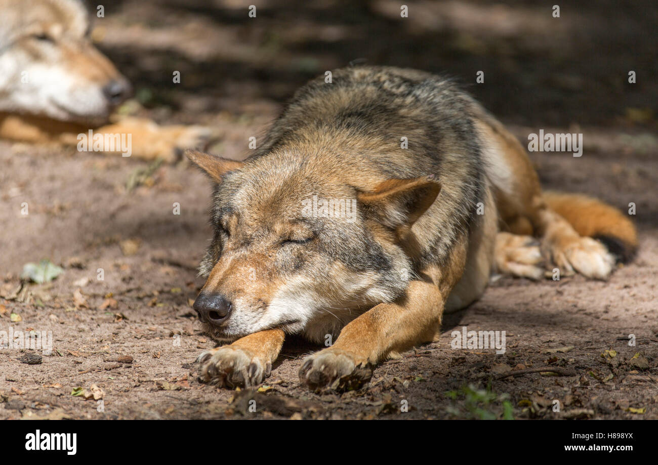 Golden Brown Wolf Female