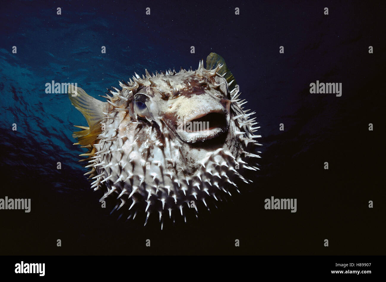Porcupinefish (Diodon sp), Red Sea, Egypt Stock Photo - Alamy