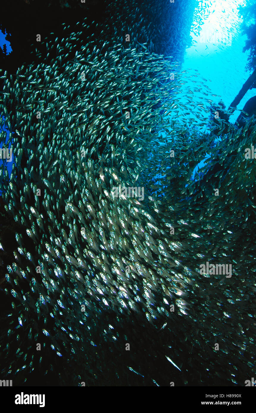 Pygmy Sweeper (Parapriacanthus ransonneti) inside wreck, Red Sea, Egypt ...