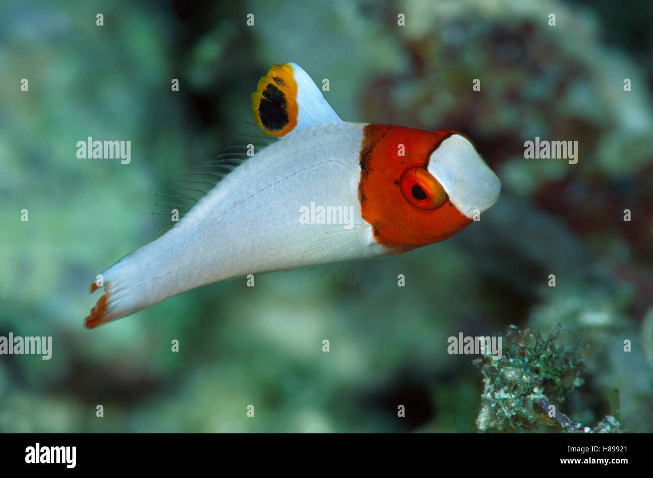 Parrotfish (Scaridae) portrait of juvenile, Solomon Islands Stock Photo ...