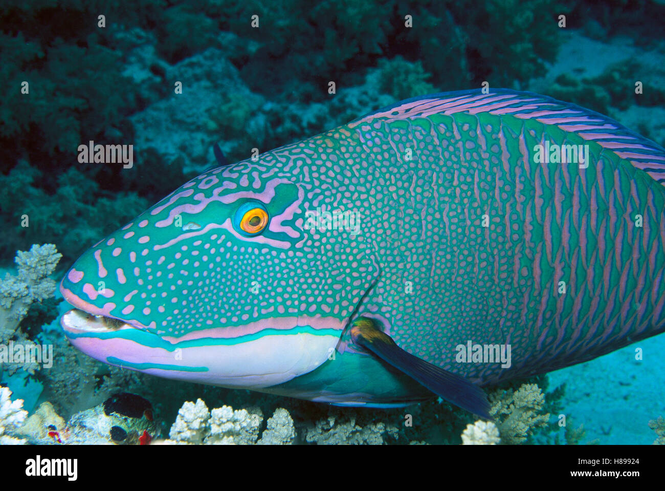 Parrotfish (Scaridae) portrait, Solomon Islands Stock Photo - Alamy