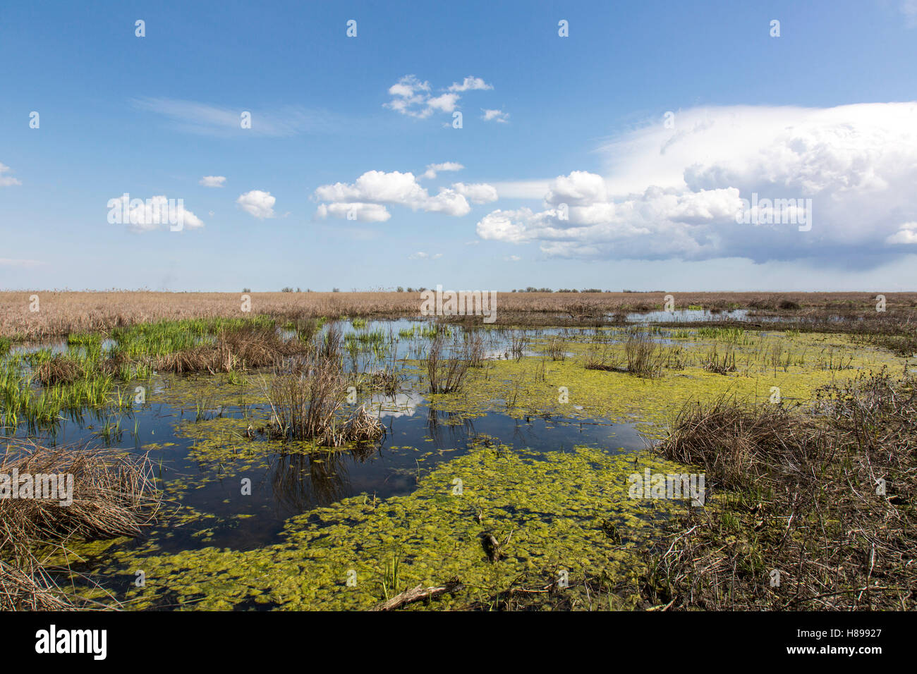 Swamp in Vylkove, Ukraine Stock Photo - Alamy
