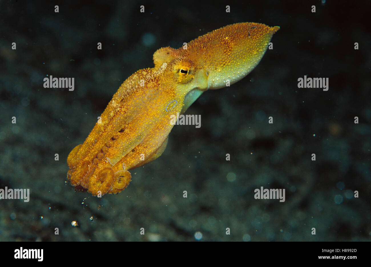 Octopus (Octopus sp) portrait, Papua New Guinea Stock Photo - Alamy