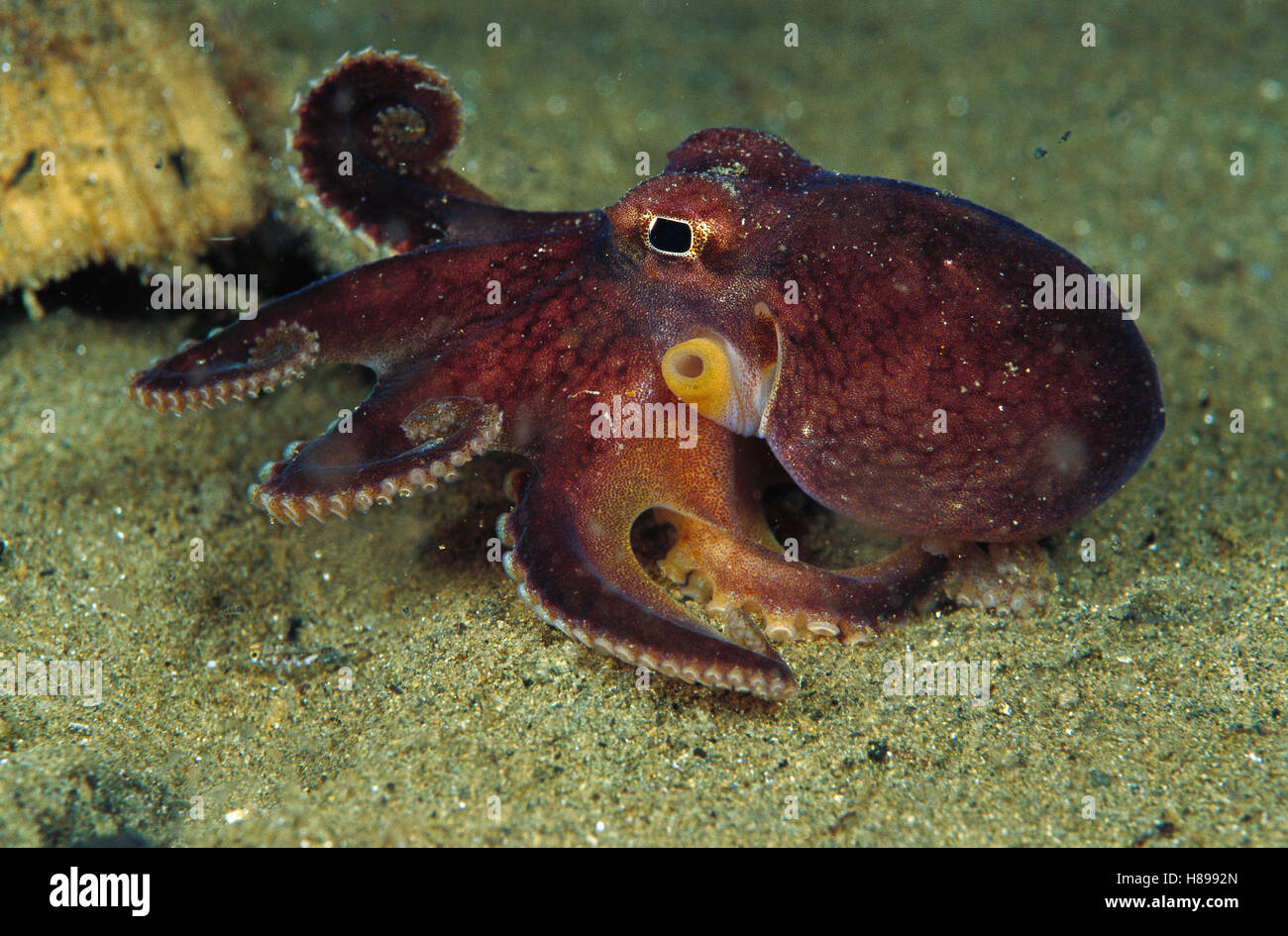 Octopus (Octopus sp) portrait showing siphon, Papua New Guinea Stock ...
