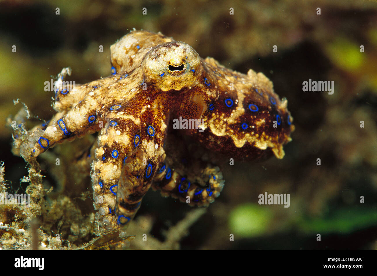 Blue Ringed Octopus Poison Nervous System at Mia Fortune blog