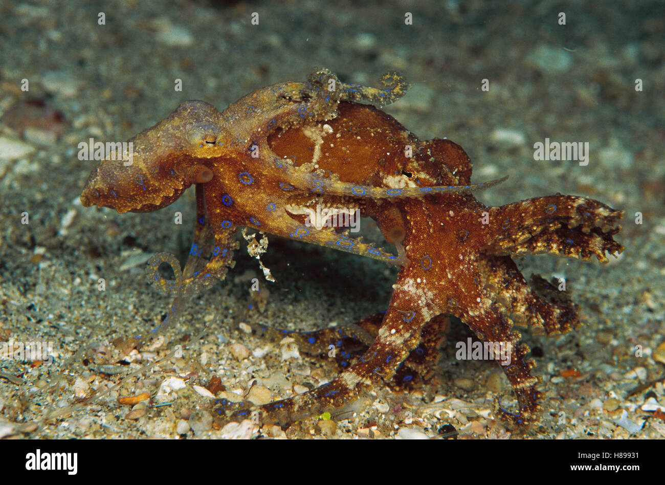 Blue-ringed Octopus (Hapalochlaena sp) male and female mating, note ...