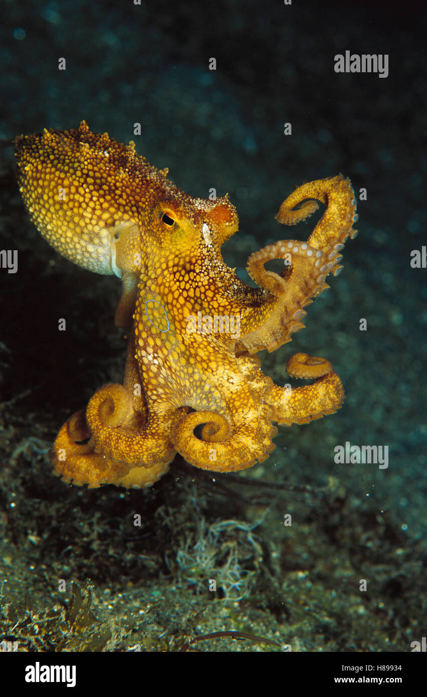 Octopus (Octopus sp) portrait, underwater, Papua New Guinea Stock Photo ...