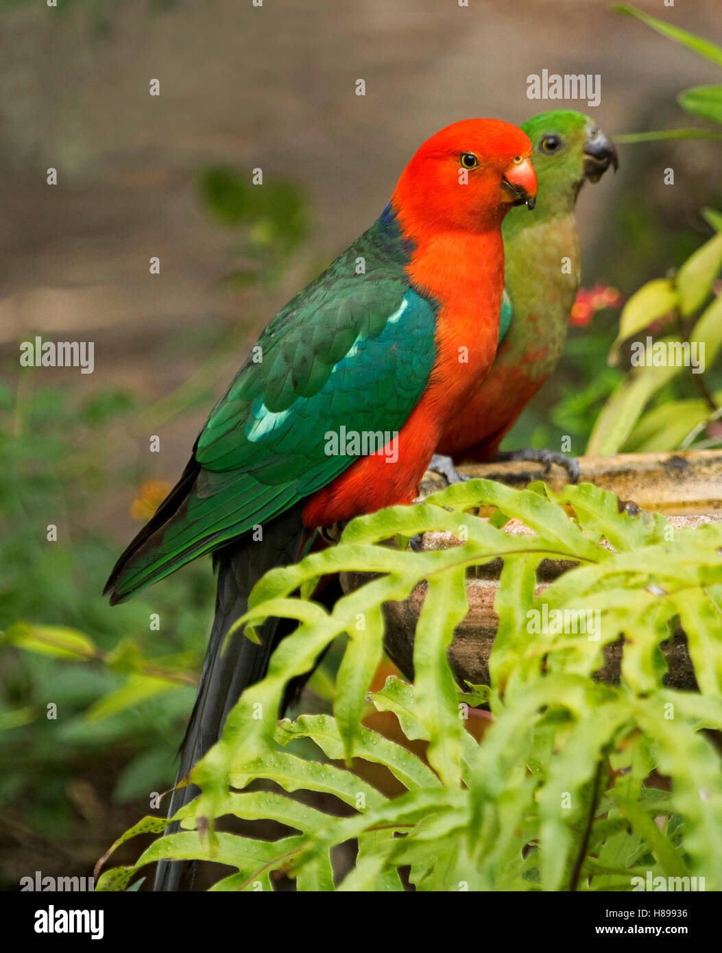 King parrots hi-res stock photography and images - Alamy