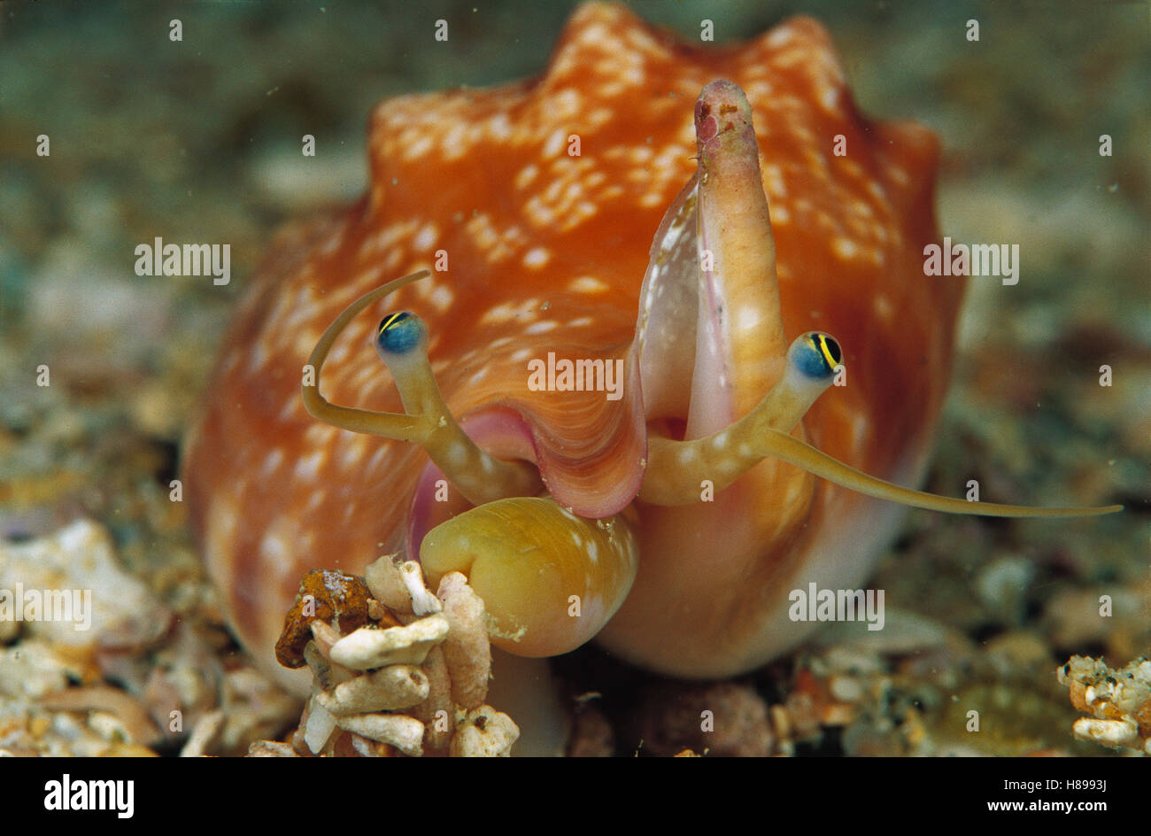 True Conch (Strombus sp) feeding, Papua New Guinea Stock Photo - Alamy