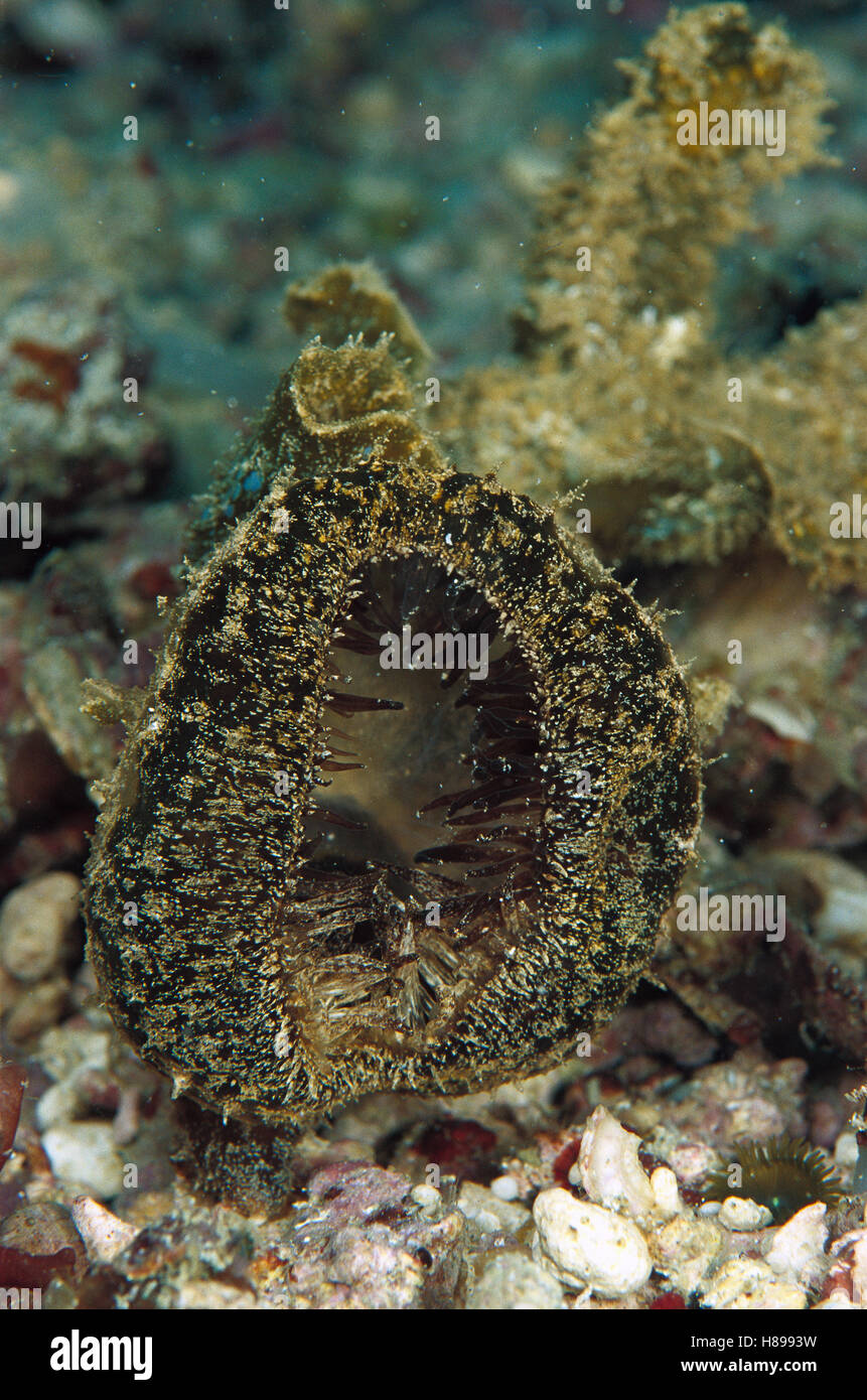 Nudibranch (Melibe sp) uses its oval mouth to scoop up small ...