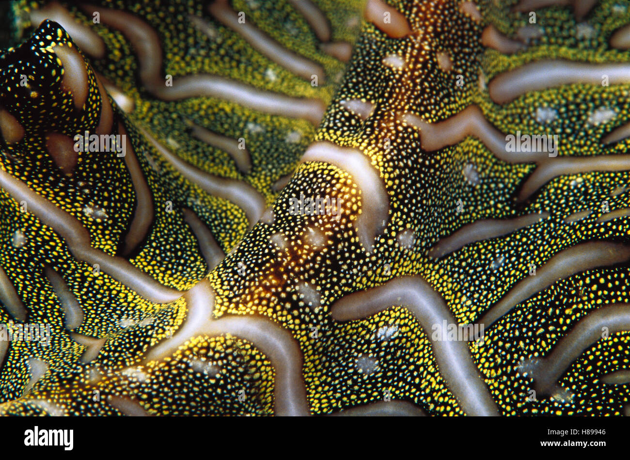 Polyclad (Pseudobiceros sp) detail of skin, Papua New Guinea Stock ...