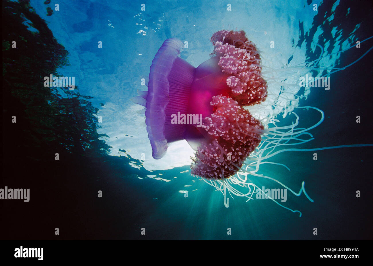 Crown Jellyfish (Netrostoma setouchianum), Papua New Guinea Stock Photo ...