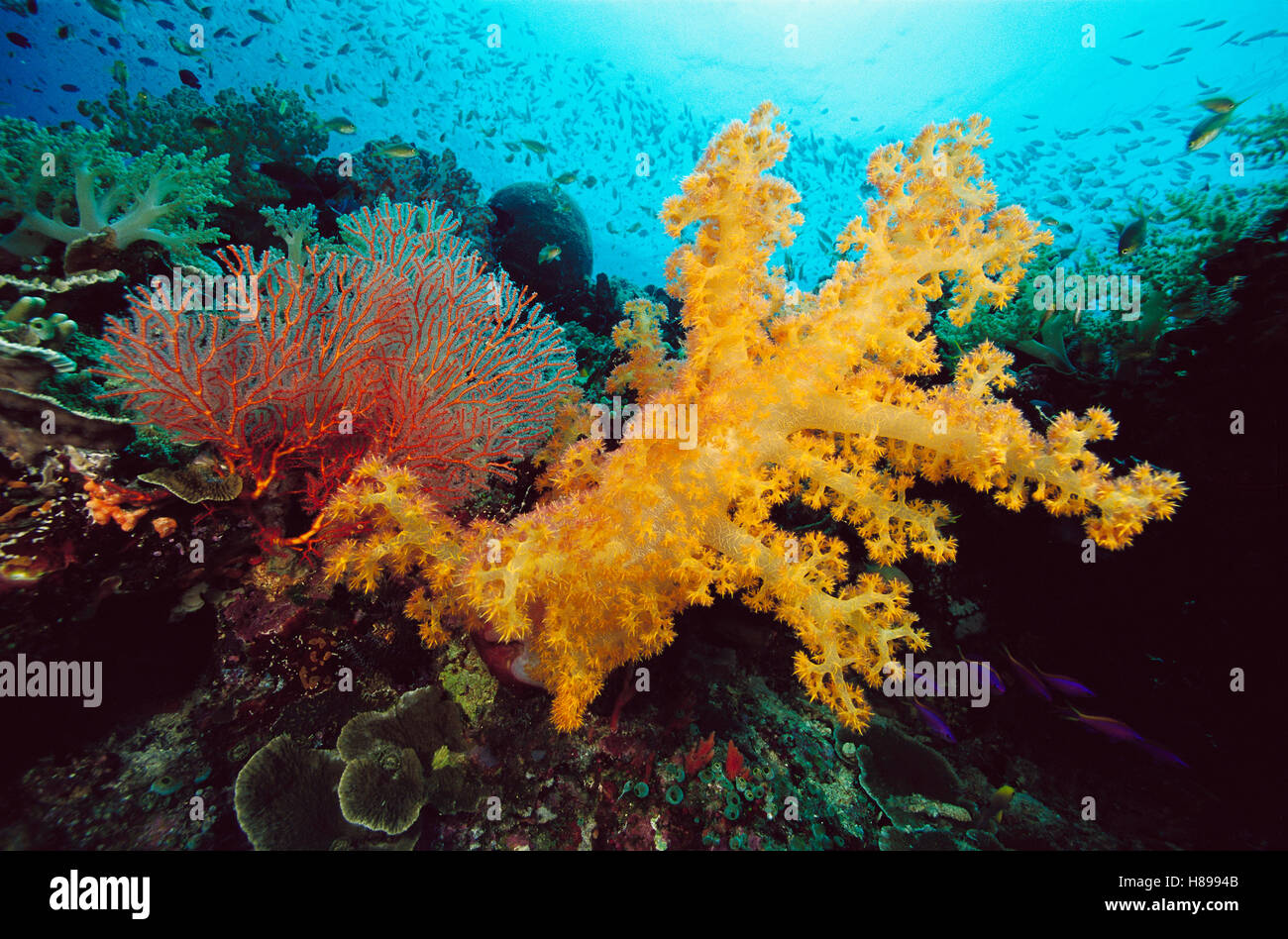 Soft Coral (Dendronephthya sp) Sea Fan (Melithaea sp) and schooling ...