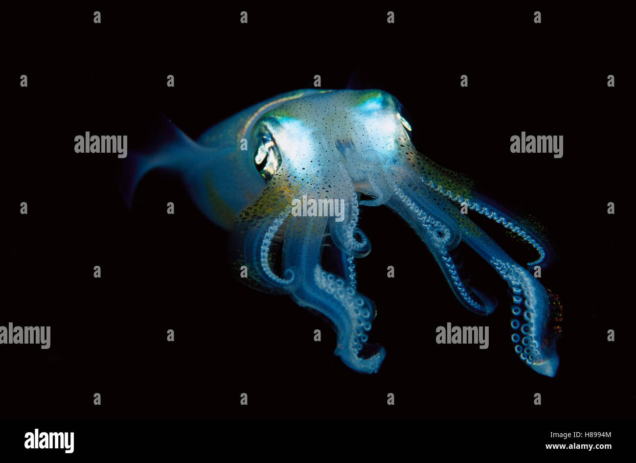 Squid (Sepioteuthis sp) portrait, front view with tentacles extended ...