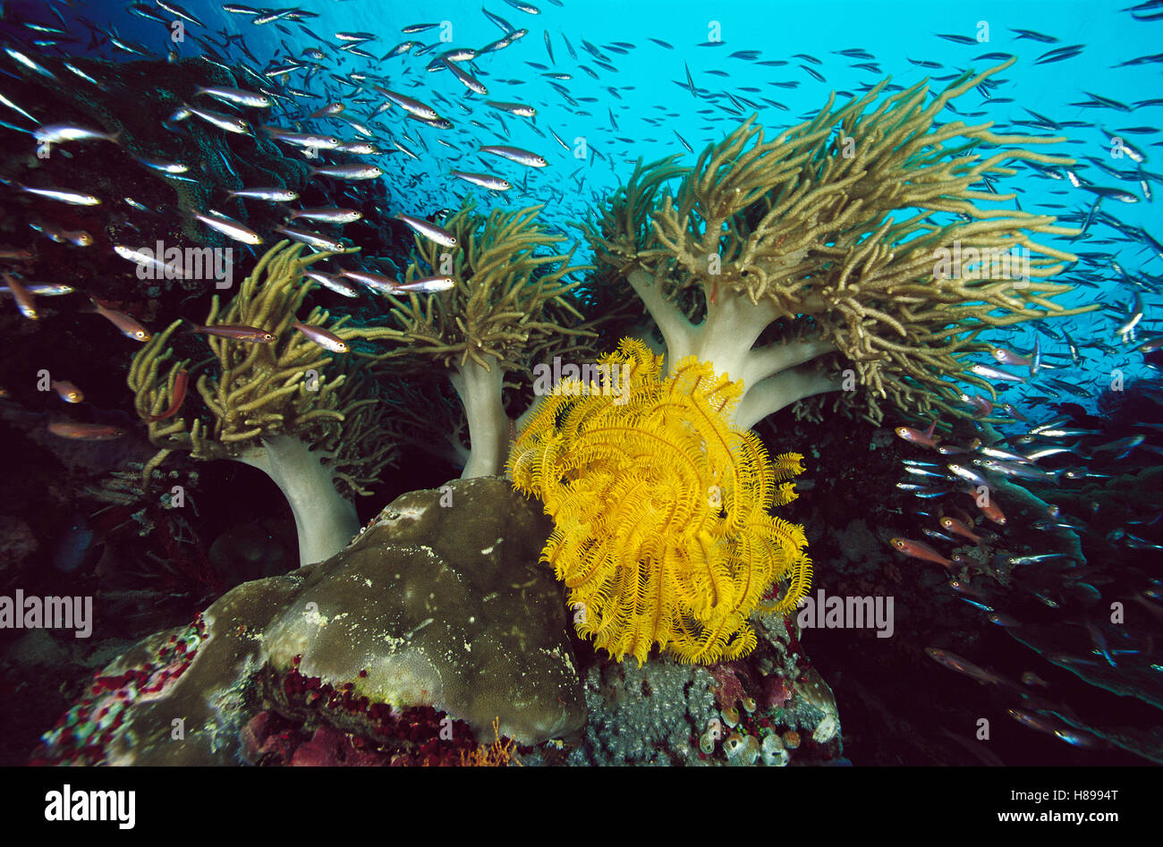 Crinoid (Comantheria sp) Leather Coral (Sarcophyton sp) and schooling ...