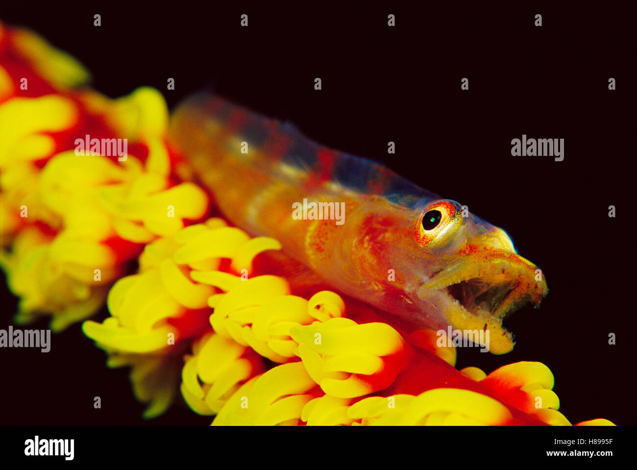 Whip Coral Goby (Bryaninops youngei) on Wire Coral (Cirrphipathes ...