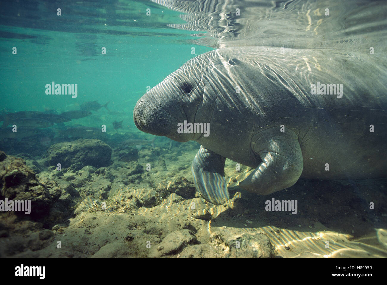 West Indian Manatee (Trichechus manatus) portrait, Florida Stock Photo ...