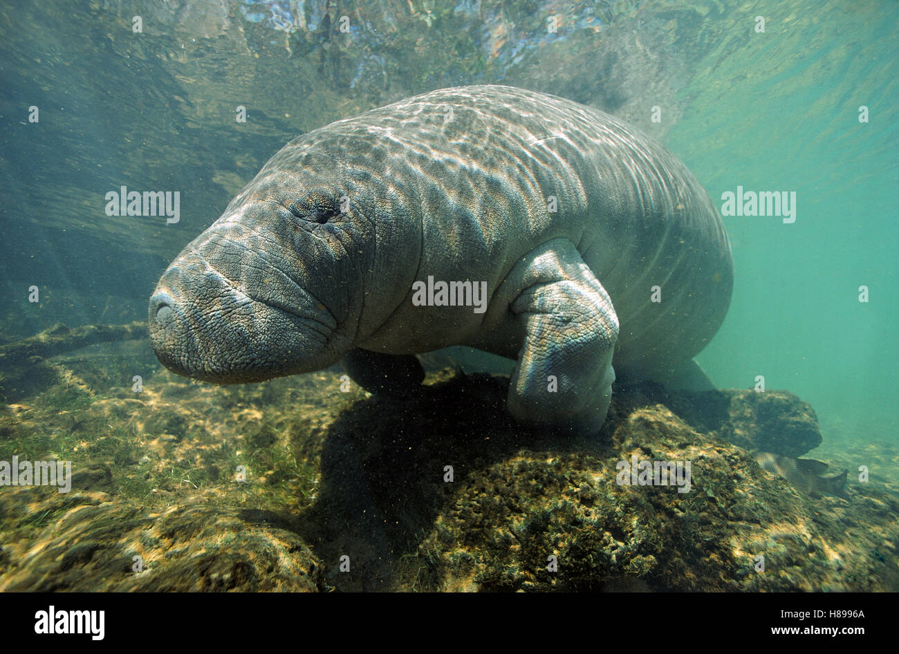 West Indian Manatee (Trichechus manatus) portrait, Florida Stock Photo ...