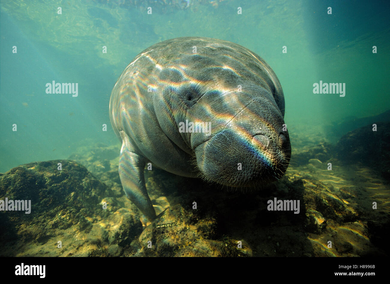 West Indian Manatee (Trichechus manatus) portrait, Florida Stock Photo ...
