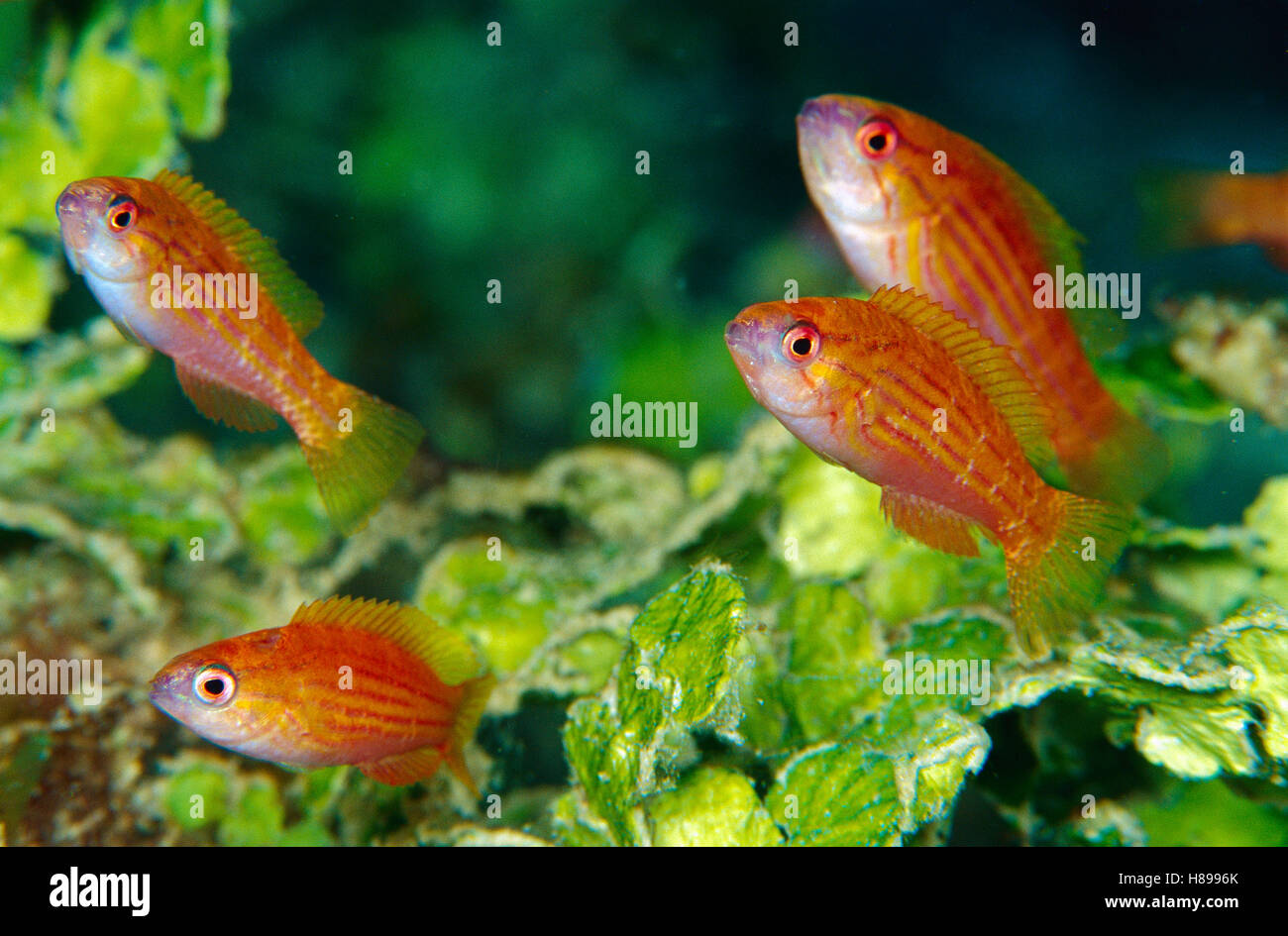 Goby group in Algae (Halimeda macroloba), 90 feet deep, Solomon Islands ...