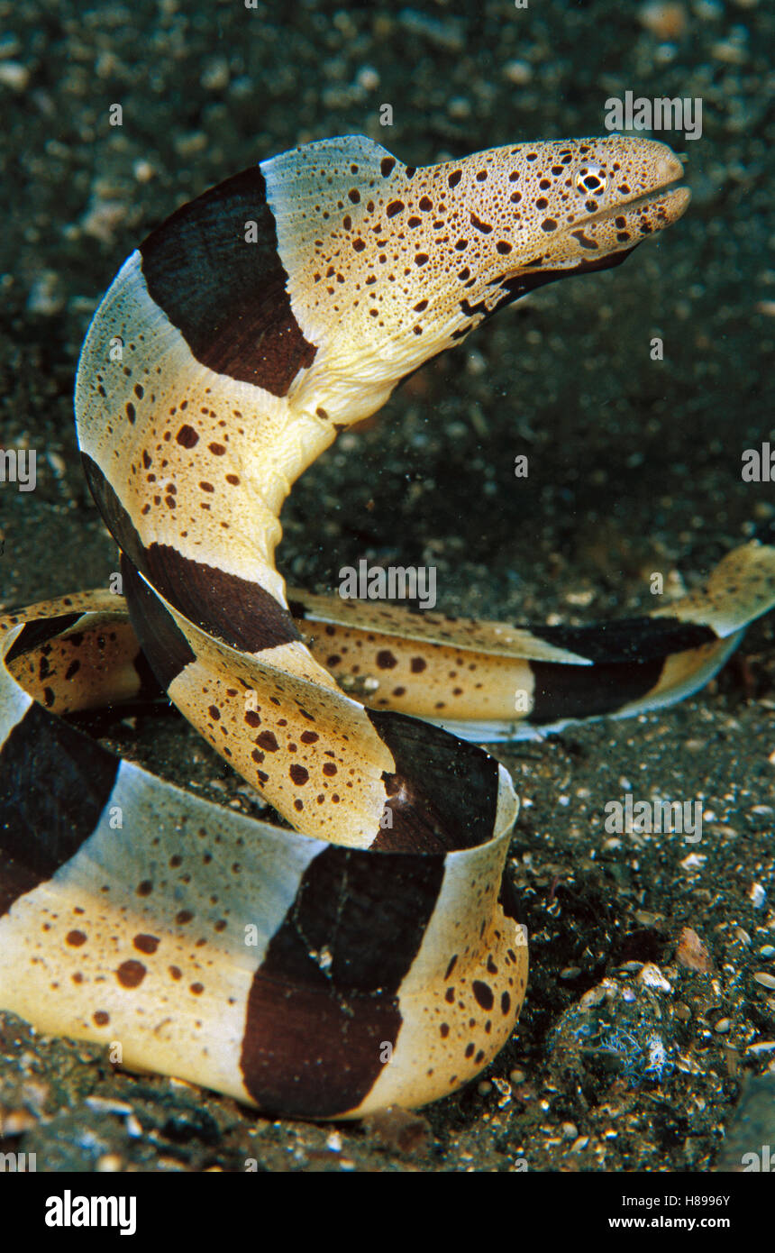 Moray Eel (Muraenidae) 30 feet deep, Papua New Guinea Stock Photo - Alamy