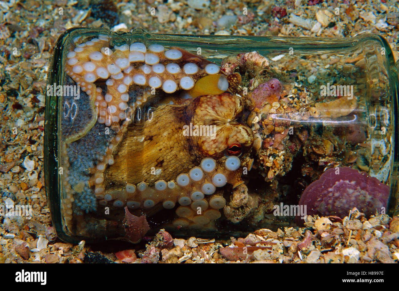 Octopus (Octopus sp) female living in a jar with her eggs, 50 feet deep ...
