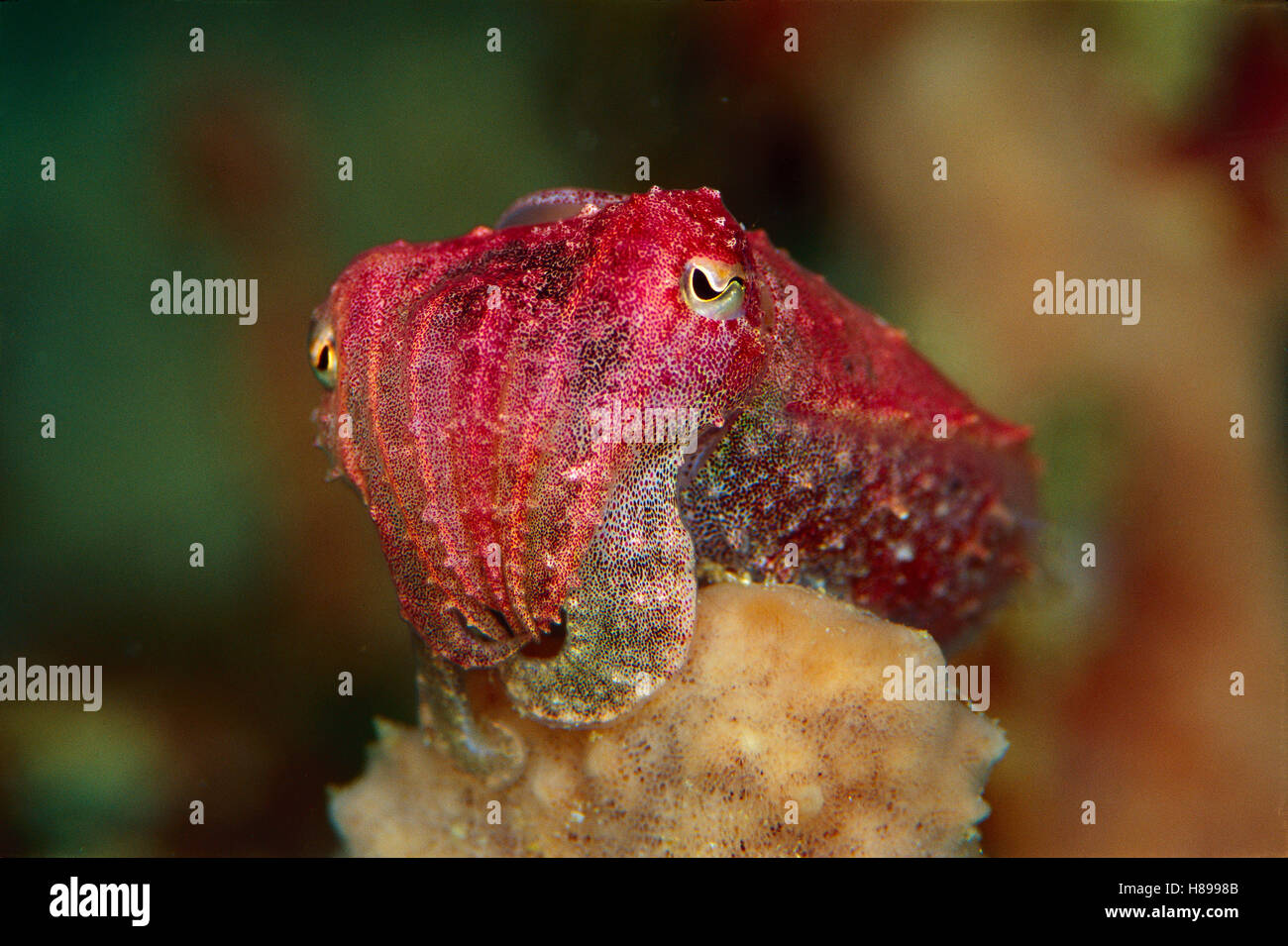 Cuttlefish (Sepia sp) holding on to a Sponge, 50 feet deep, Papua New ...
