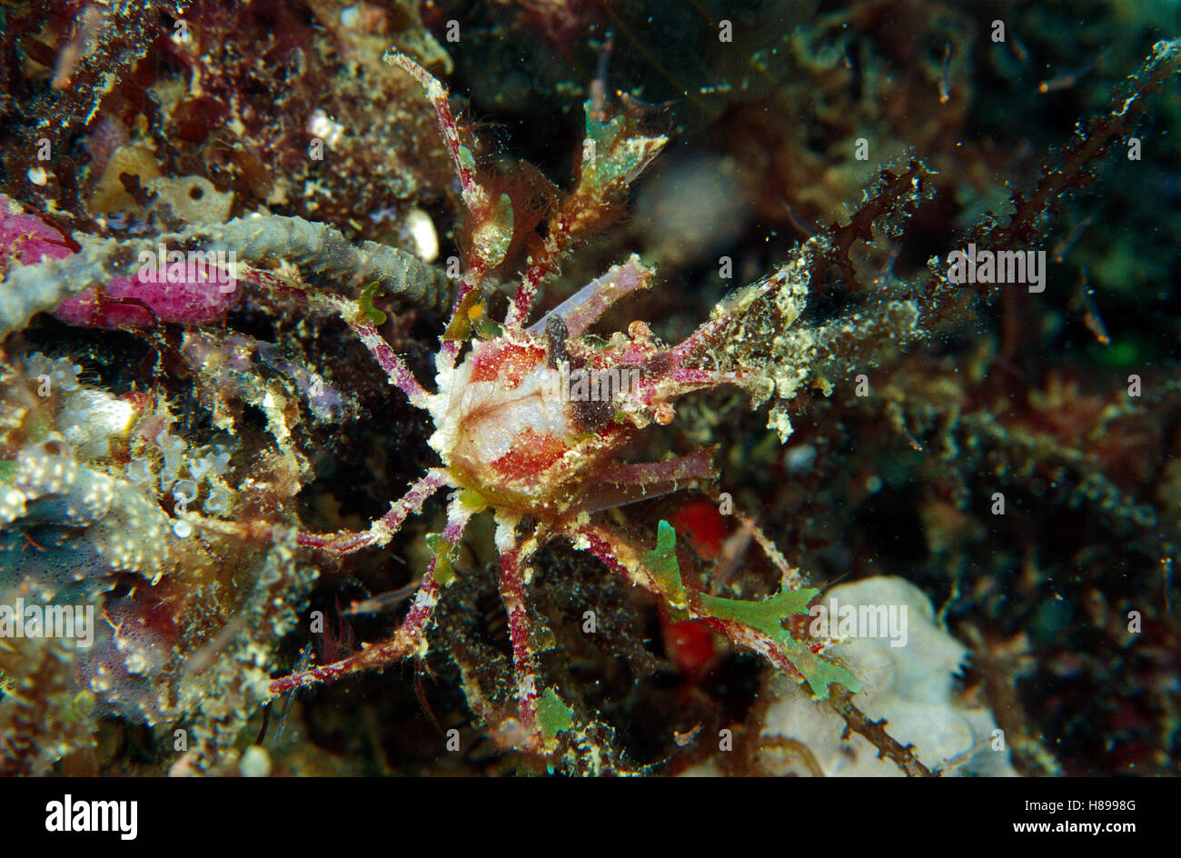 Hairy Sponge Crab (Dromidia antillensis) 40 feet deep, Papua New Guinea ...
