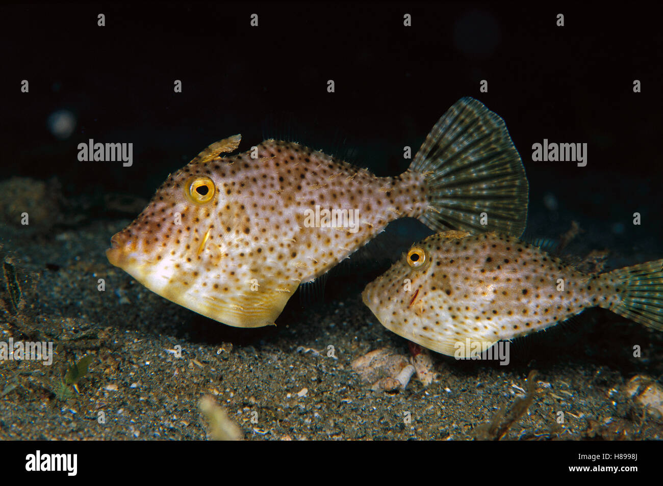 Filefish (Pseudomonacanthus sp) pair, 100 feet deep, Papua New Guinea ...