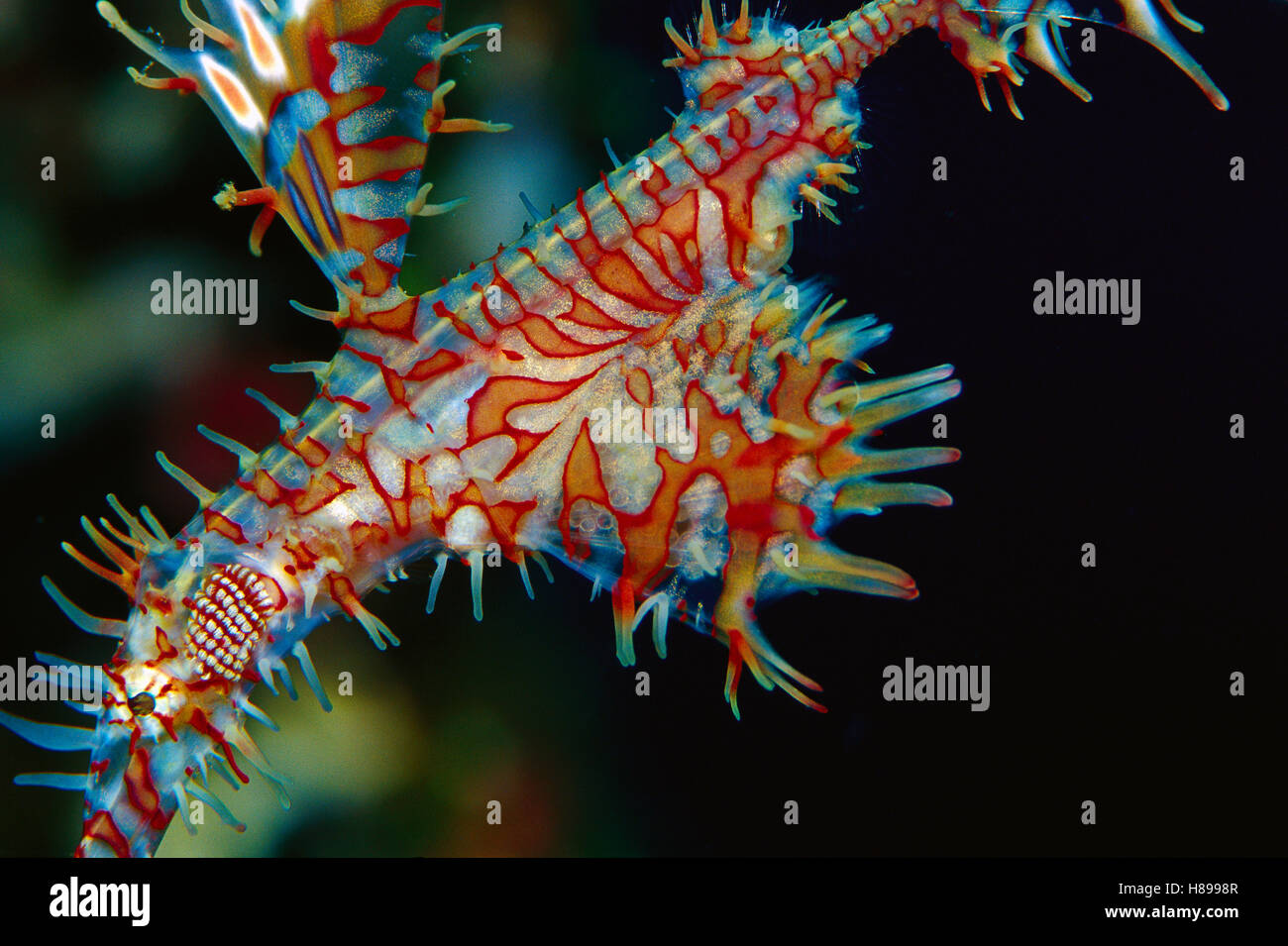Harlequin Ghost Pipefish (Solenostomus paradoxus) female carrying eggs ...
