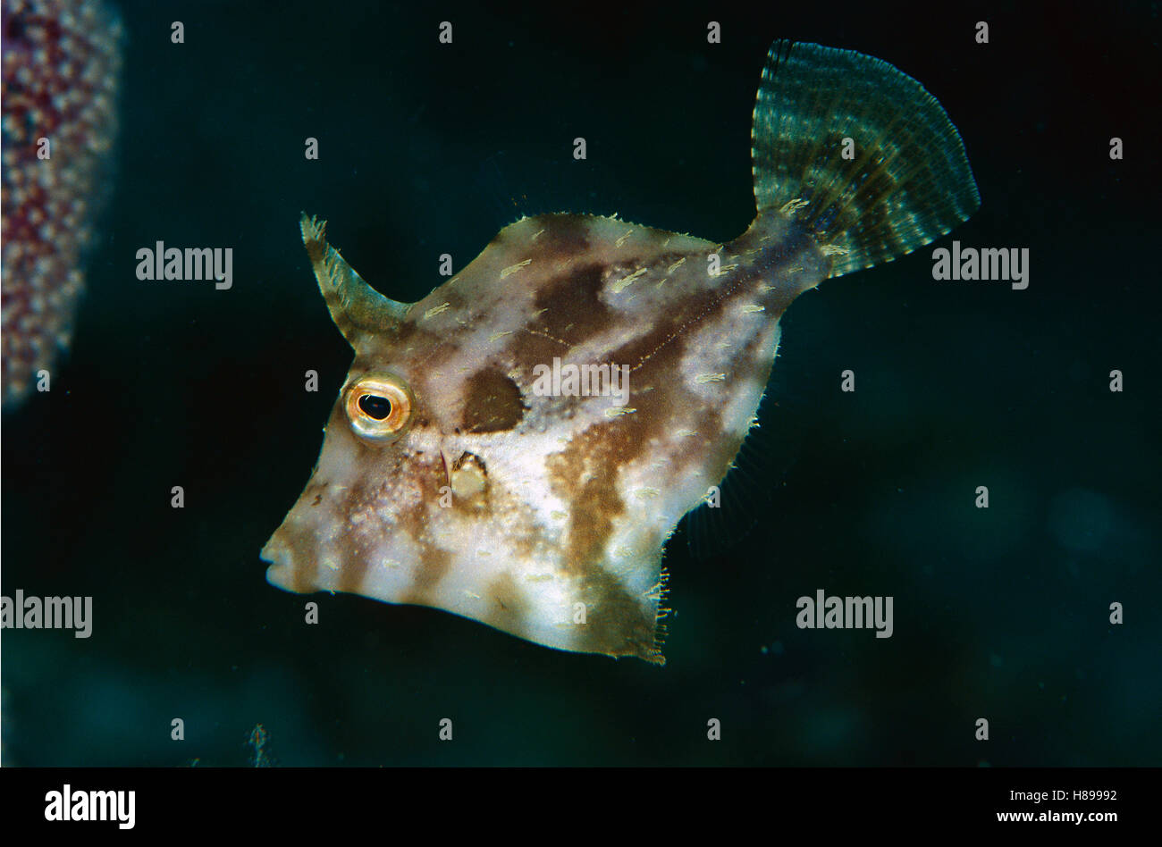 Filefish (Pseudomonacanthus sp) 50 feet deep, Papua New Guinea Stock ...