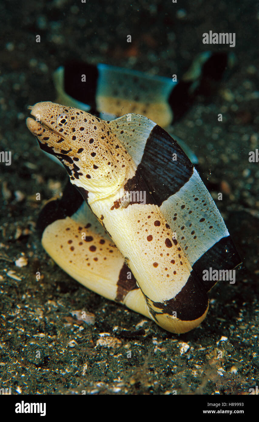 Moray Eel (Muraenidae) 30 feet deep, Papua New Guinea Stock Photo - Alamy