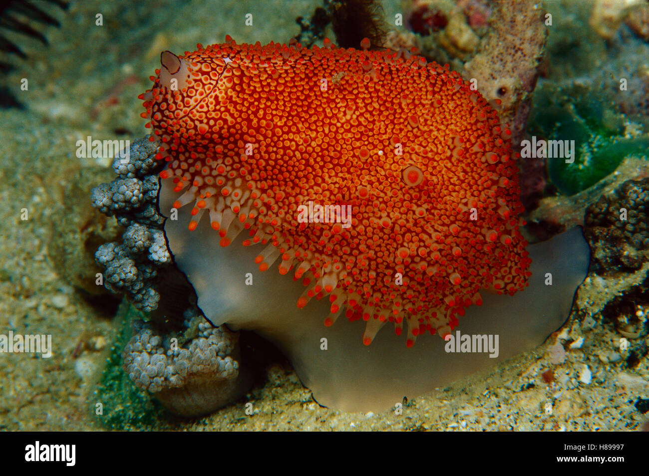 Pink-mouth Egg Shell (Ovula costellata) 50 feet deep, Papua New Guinea ...