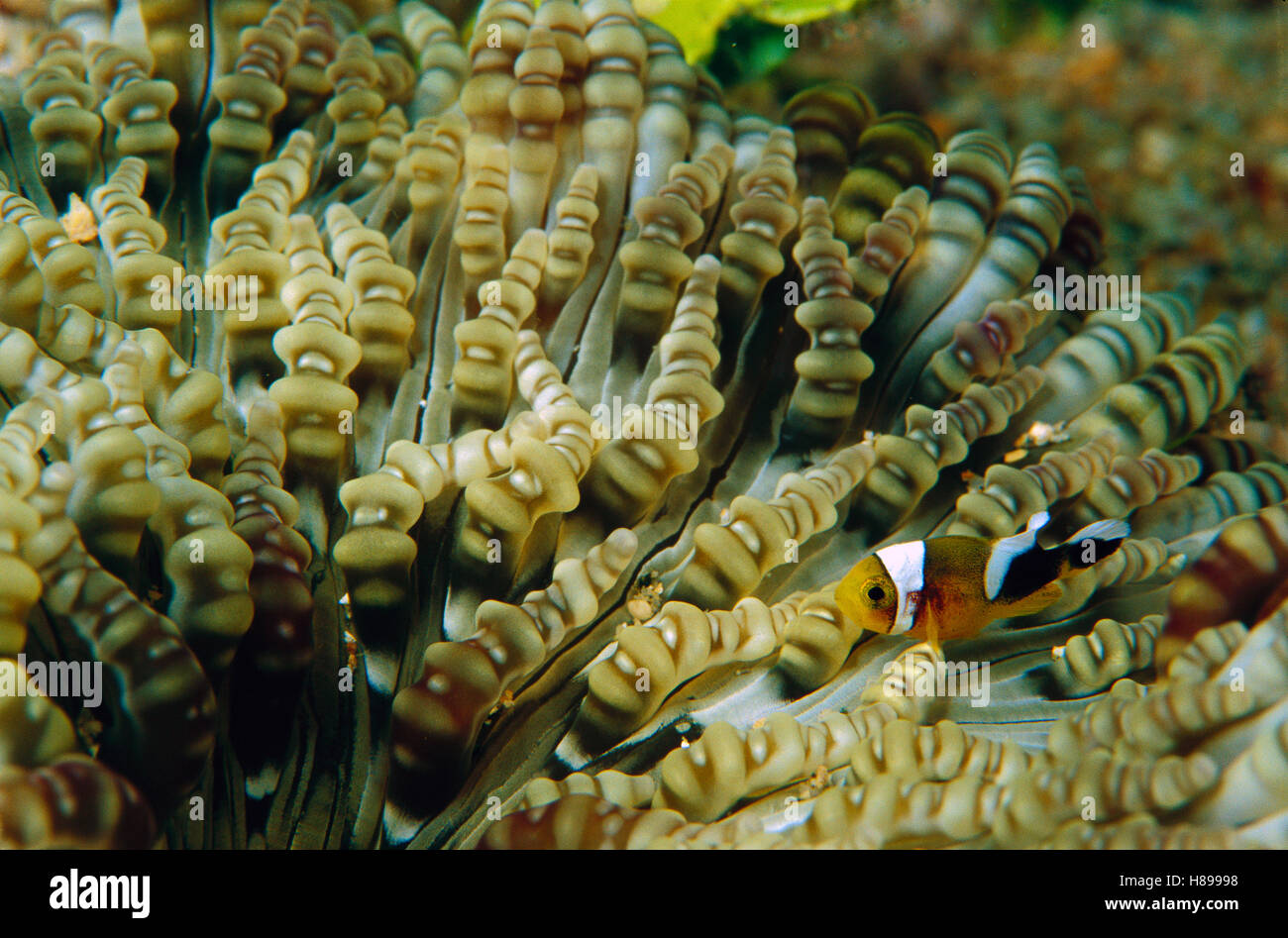 Anemonefish (Amphiprion sp) in Beaded Sea Anemone (Heteractis aurora ...
