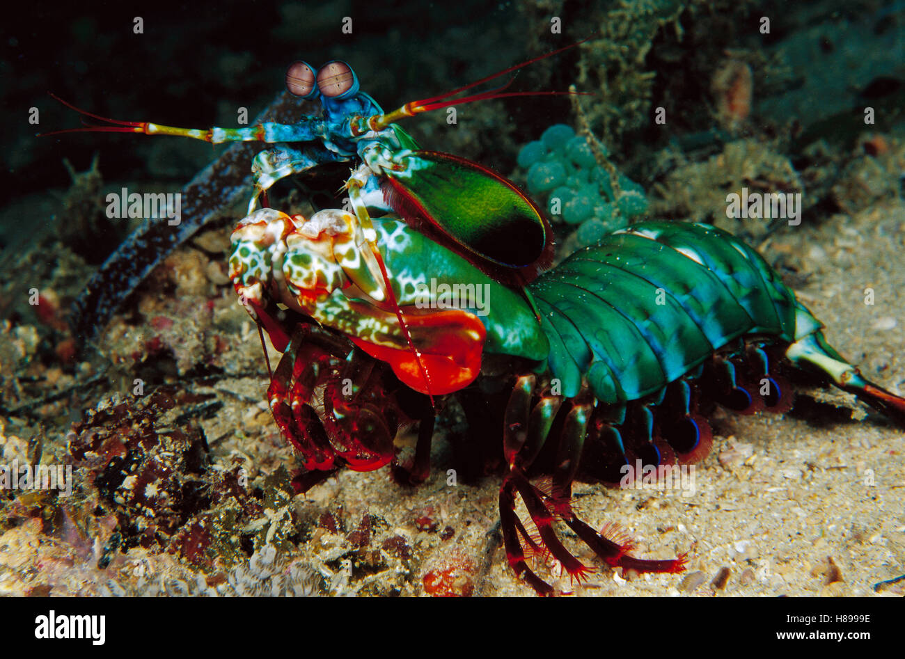 Mantis Shrimp (Odontodactylus scyllarus) 60 feet deep, Papua New Guinea ...